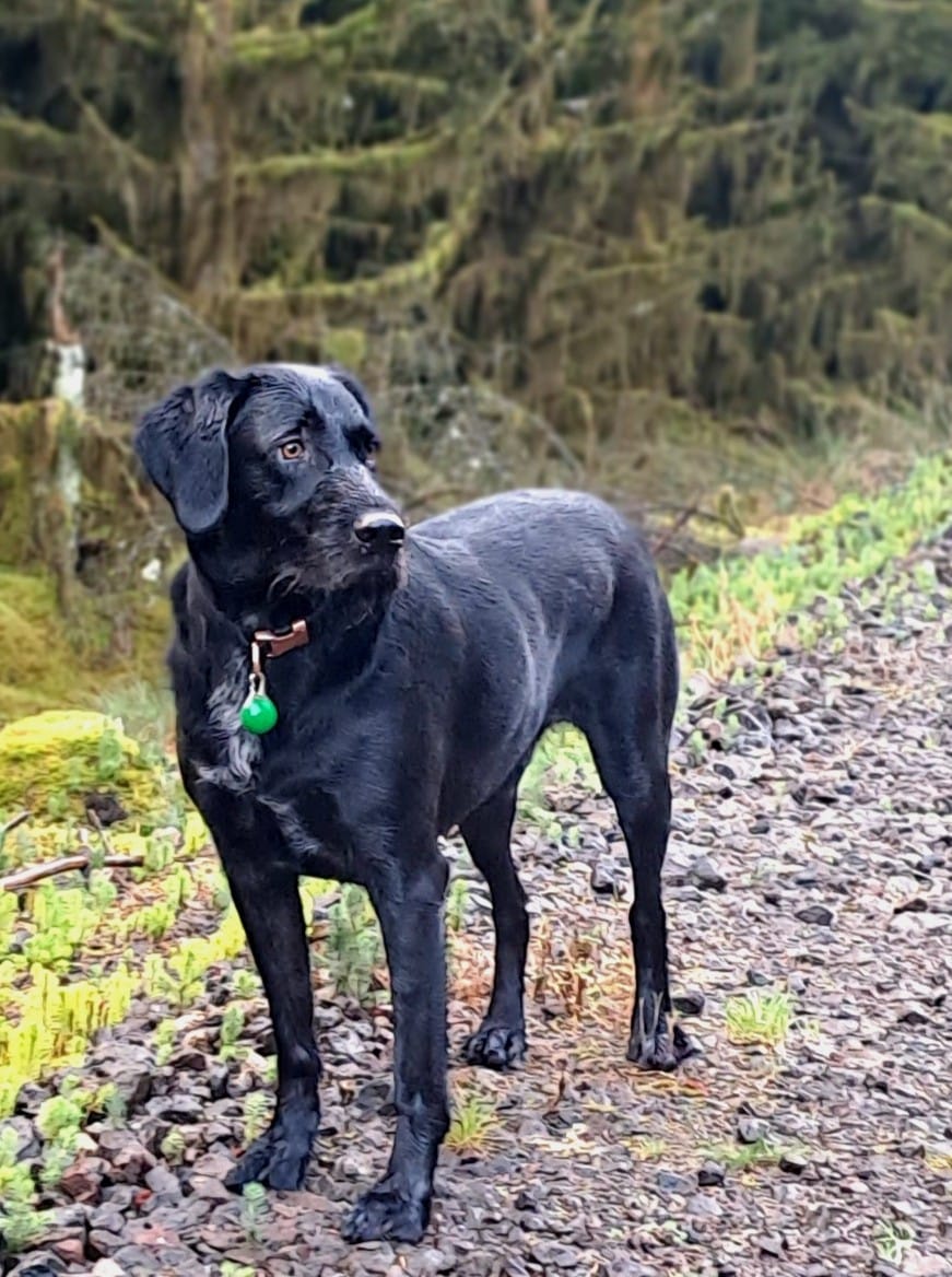 National Pet Month - Visibility Scotland